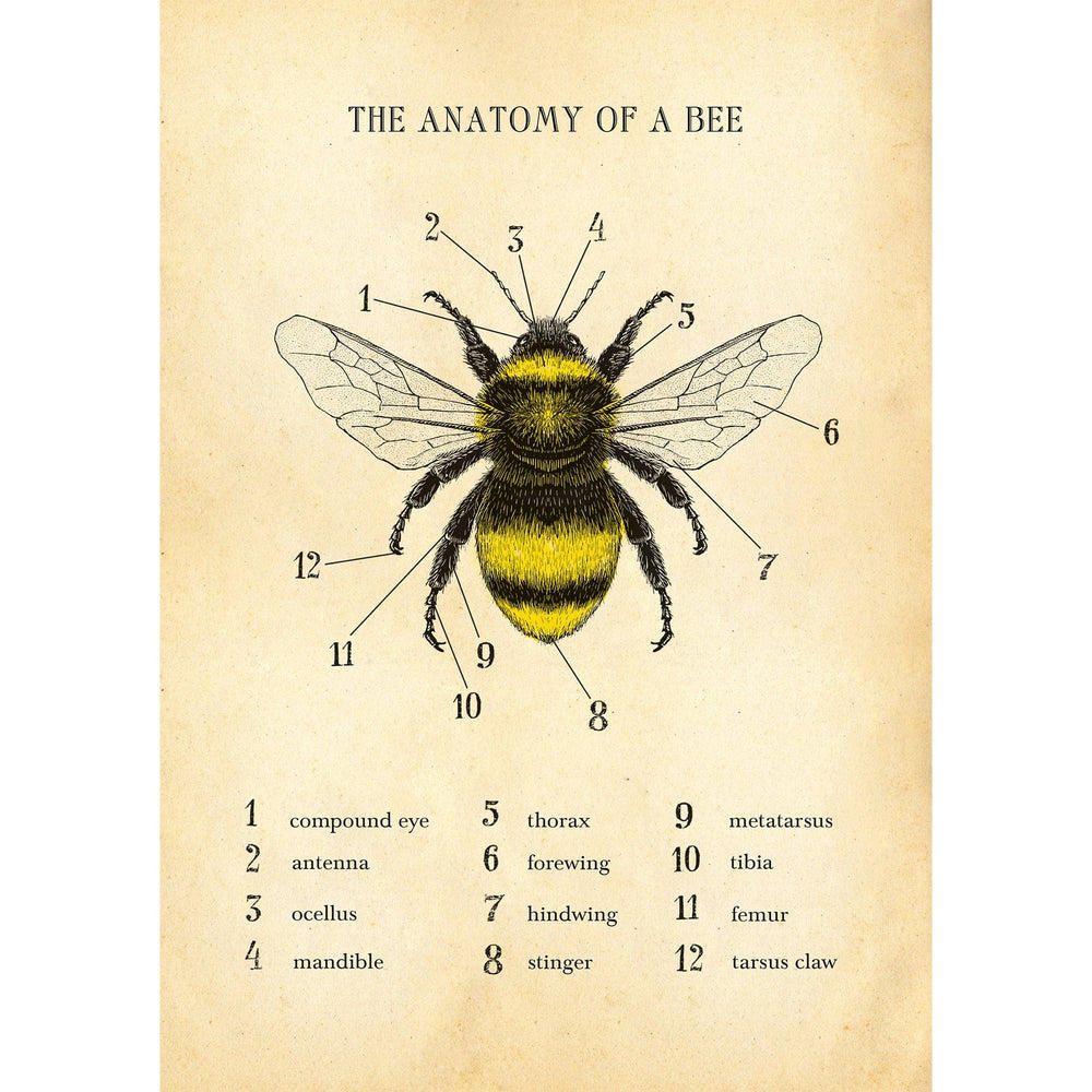 Anatomy Of A Bee Poster - £36 - (A3) 29.7 x 42cm - Industville