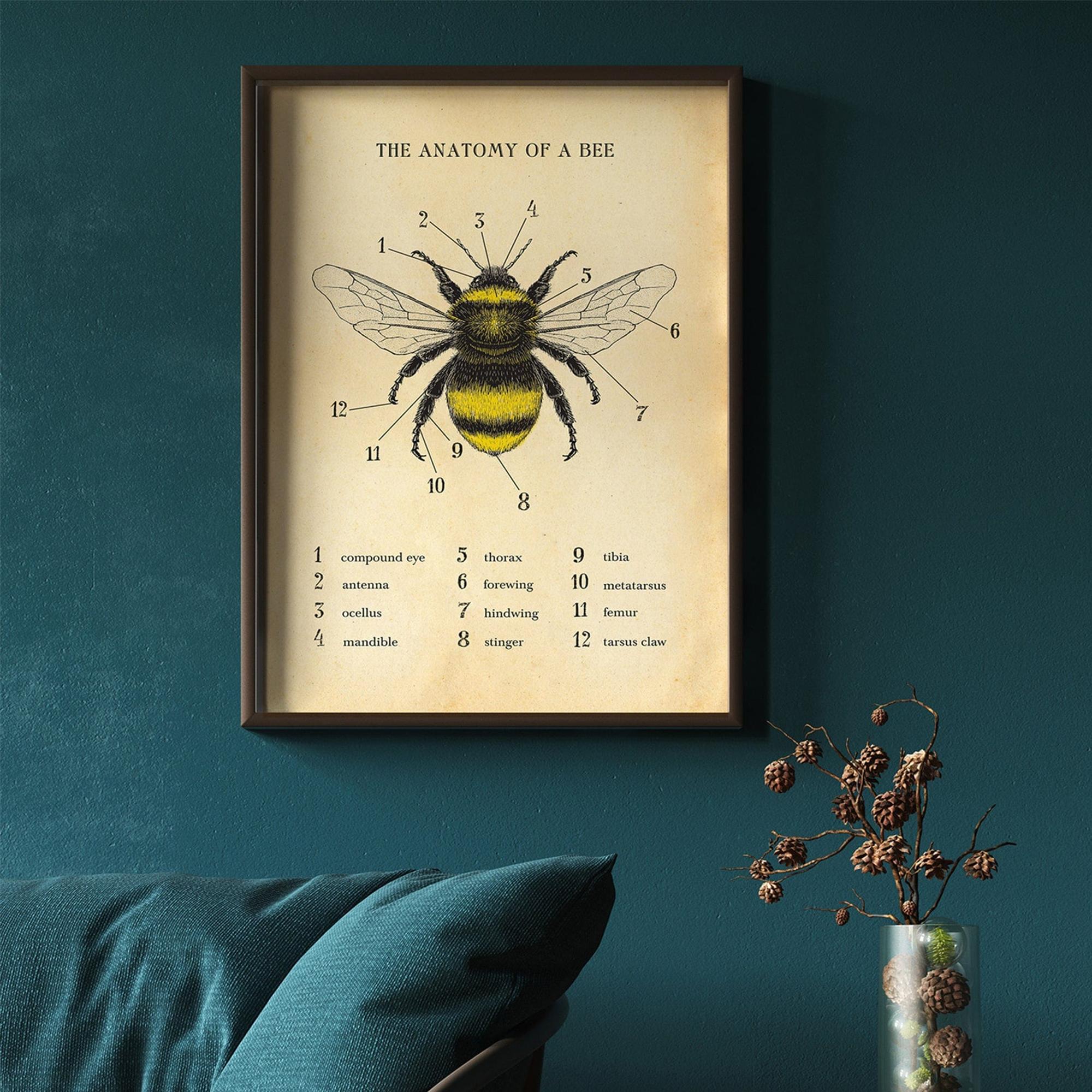 Anatomy Of A Bee Poster - £36 - (A3) 29.7 x 42cm - Industville