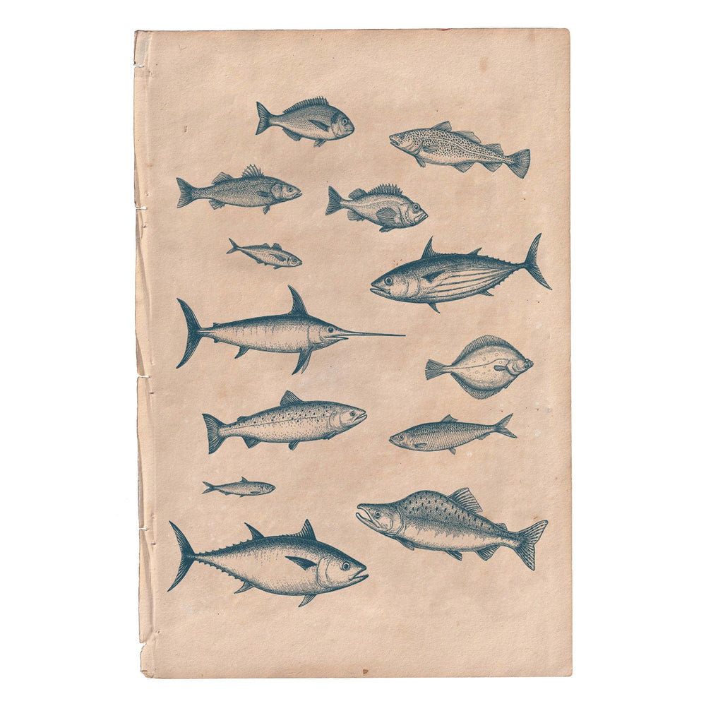 Marine Gallery Wall Collection / Natural History Set (Set of 6) - £180 ...